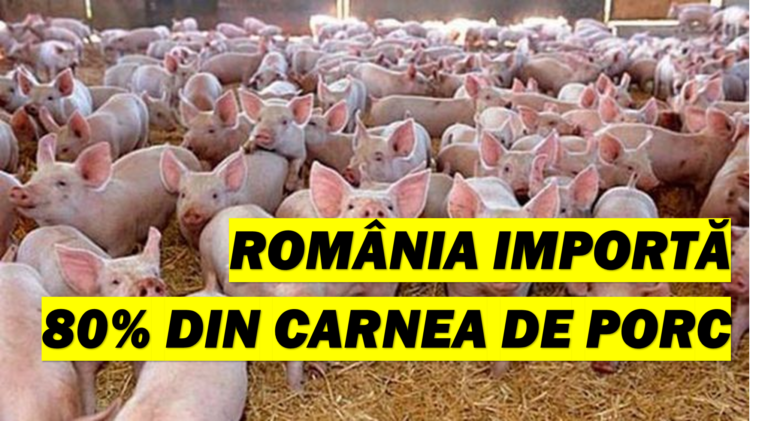 Realitatea - Porcul e interzis pe masa romanului. Zootehnia salveaza ...